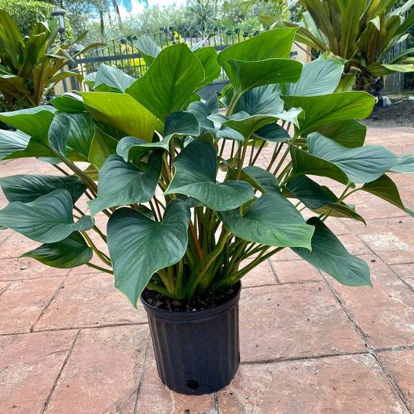 Emerald Green Pot - Etsy