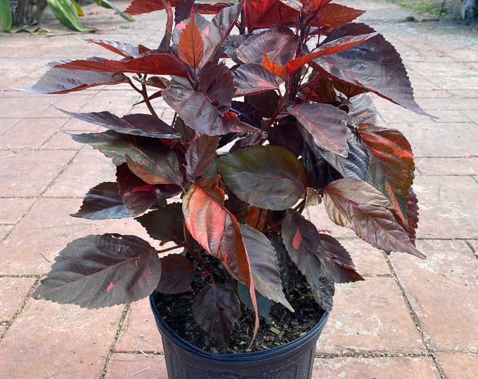Copper Plant, Copperleaf, Acalypha Wilkesiana, 10” Pot/3 G - Red ...