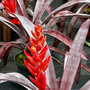 Aechmea Tropic Torch Red Bromeliad, 8 Pot - Etsy
