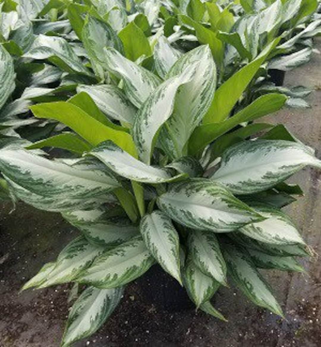 Aglaonema Silver Bay, 10 Pot - Etsy