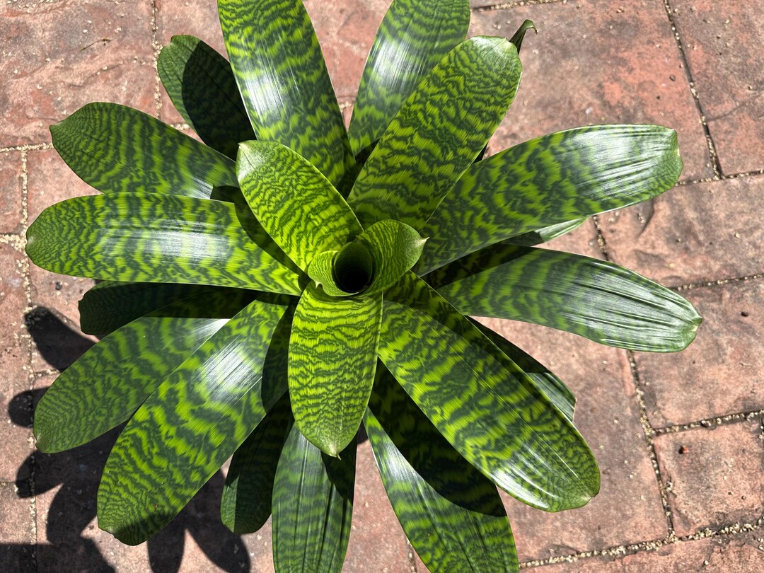 Rare Vriesea Hieroglyphica Bromeliad, King of Bromeliads, 9” Pot - Etsy