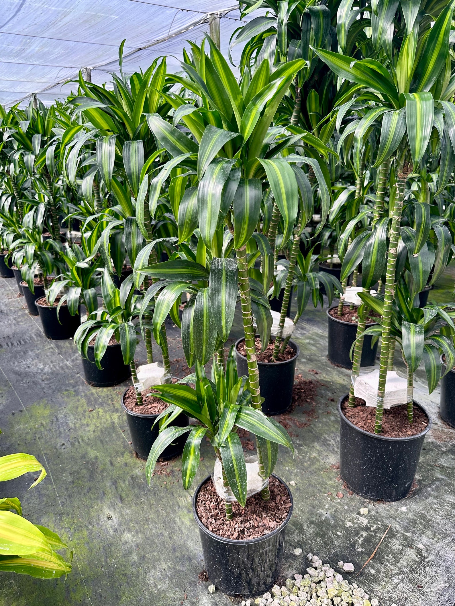 Dracaena Hawaiian Sunshine, 10” Pot Staggered - Etsy