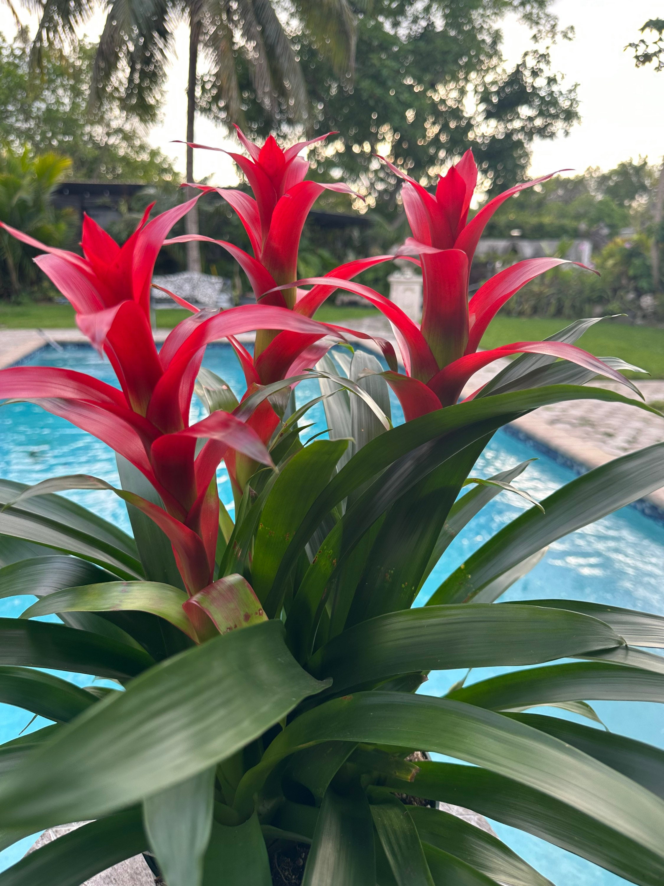 Guzmania Bromeliad Planting, 3 per Pot. 8” Pot All Red Colors - Etsy