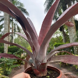 Aechmea Tropic Torch Red Bromeliad, 8 Pot - Etsy