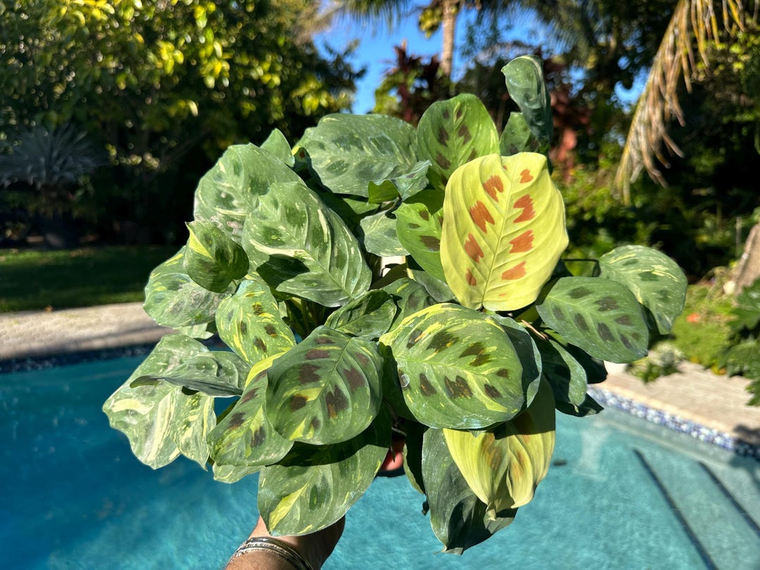 Maranta Beauty Kim, 6” Pot - Etsy