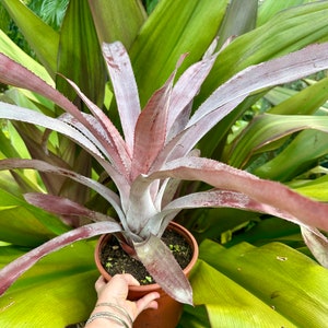Aechmea Tropic Torch Red Bromeliad, 8 Pot - Etsy