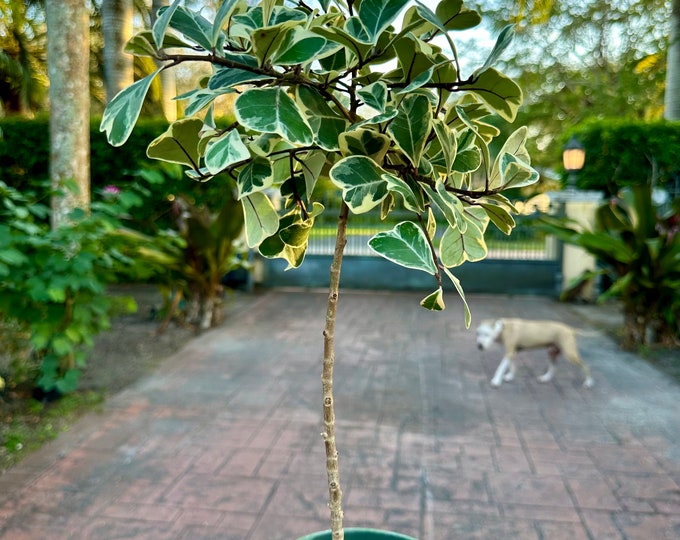 Variegated Ficus Natalensis - Ficus Triangularis, 6” Pot - Tree Form ...