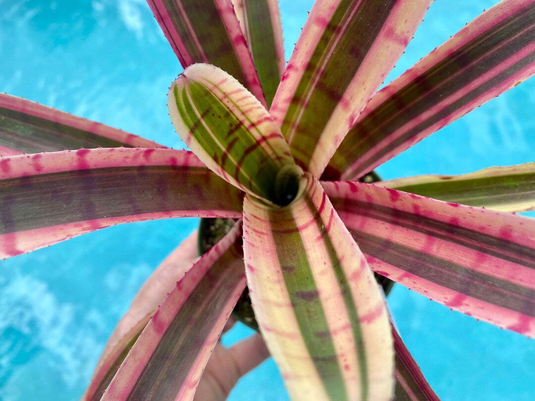 Neoregelia blushing Zebra Bromeliad, 4 Pot Chester Skotak Hybrid. - Etsy