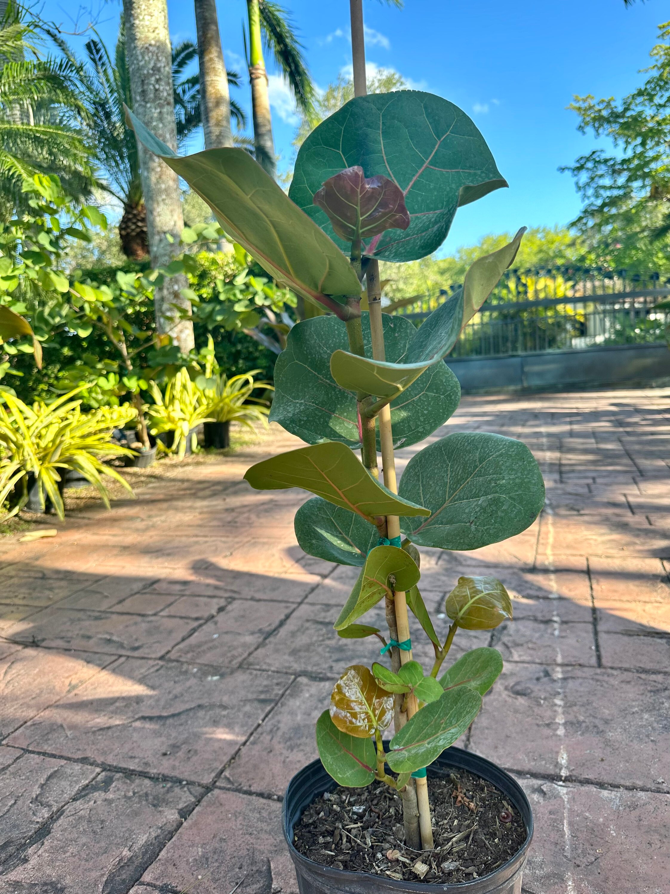Uva Caleta Tree