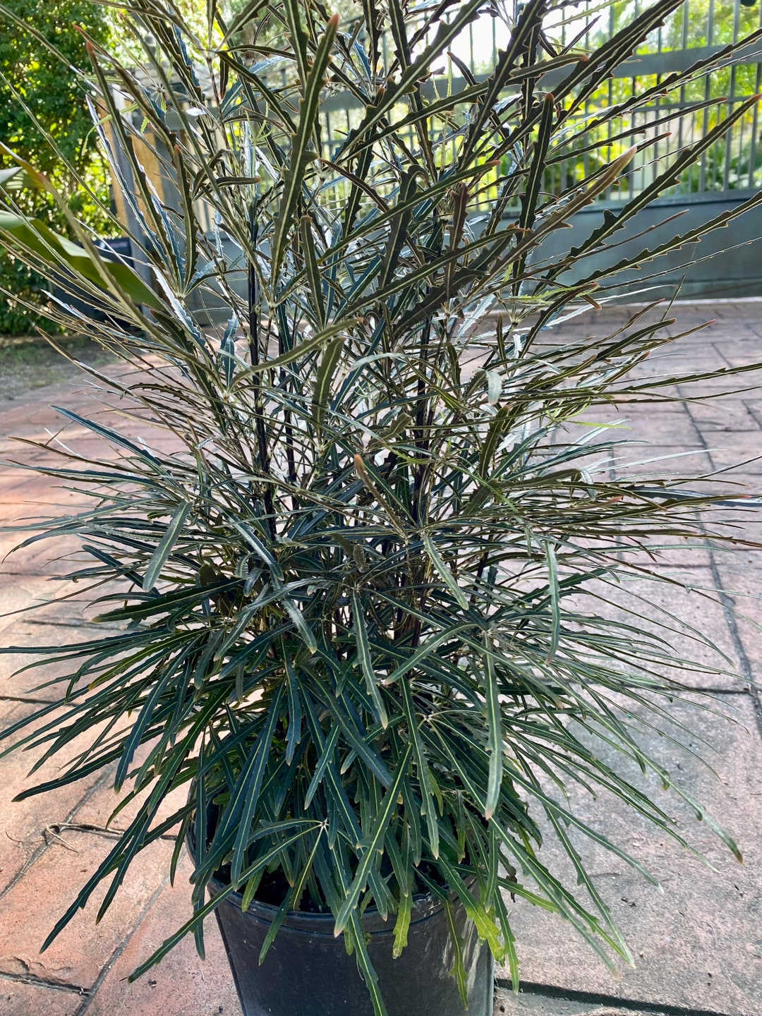 False Aralia, 10” Pot Aralia Elegantissima - Etsy