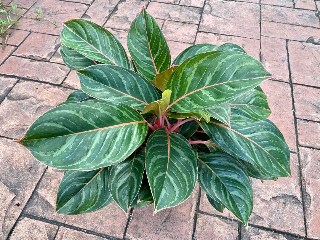 Aglaonema Princess Silver Queen, 10 Pot - Etsy
