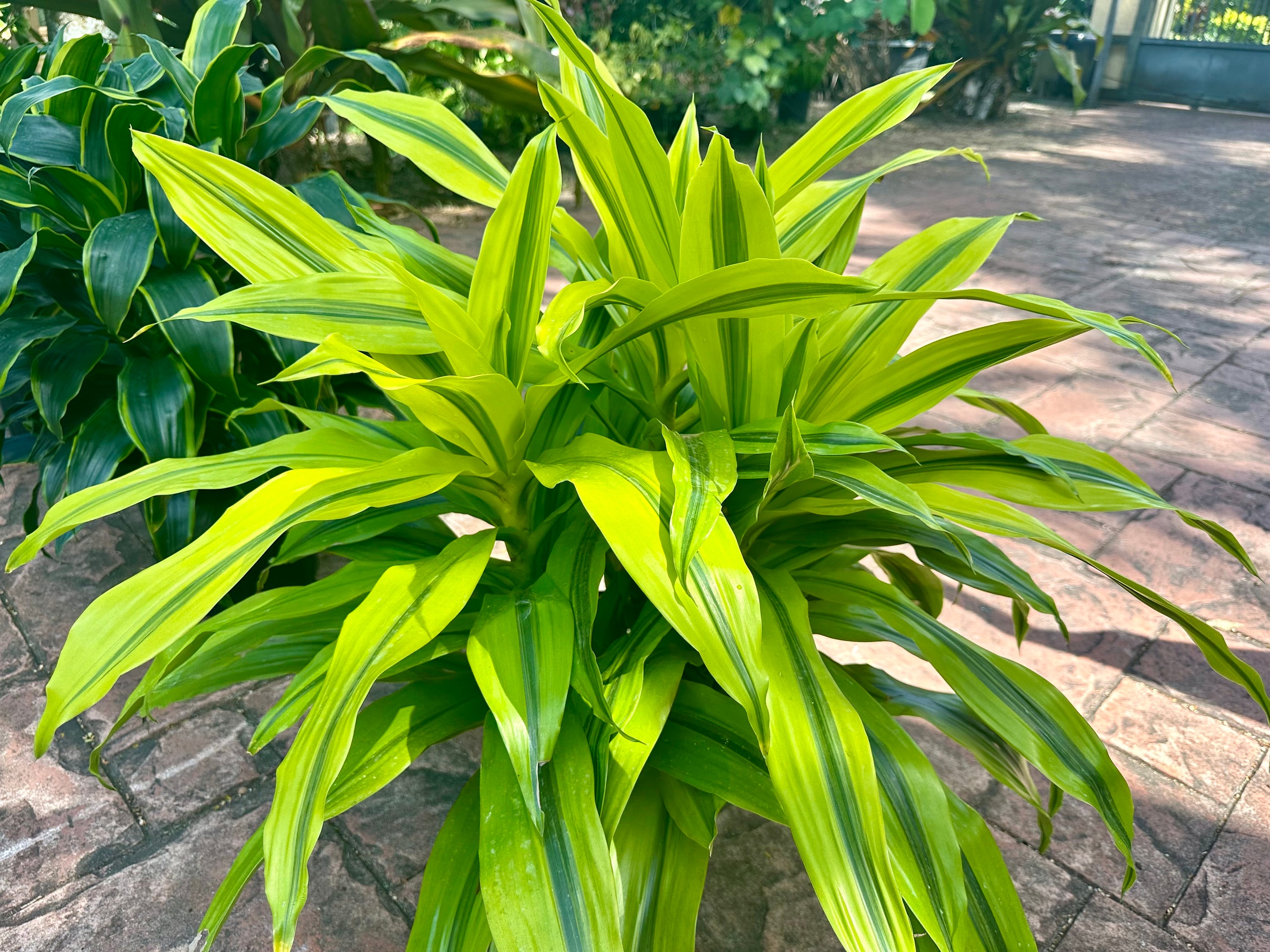 Dracaena Kristi, 10” Pot - Etsy