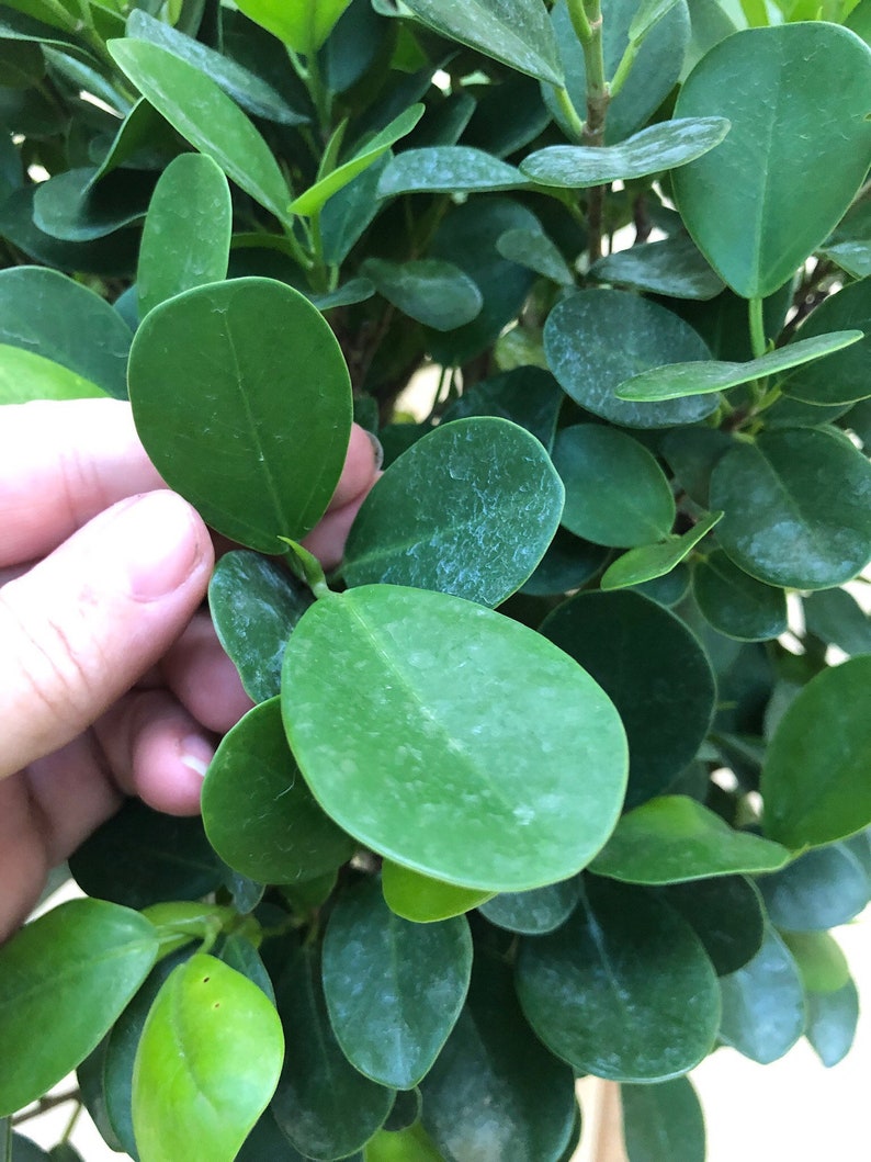 Ficus Daniella Braid Std., 10” Pot, Lollipop Tree - Etsy