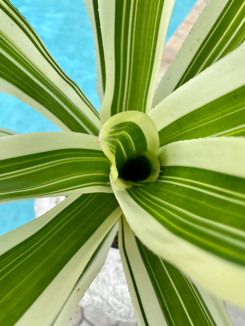 Neoregelia jeffrey Block Bromeliad 6 Pot - Etsy