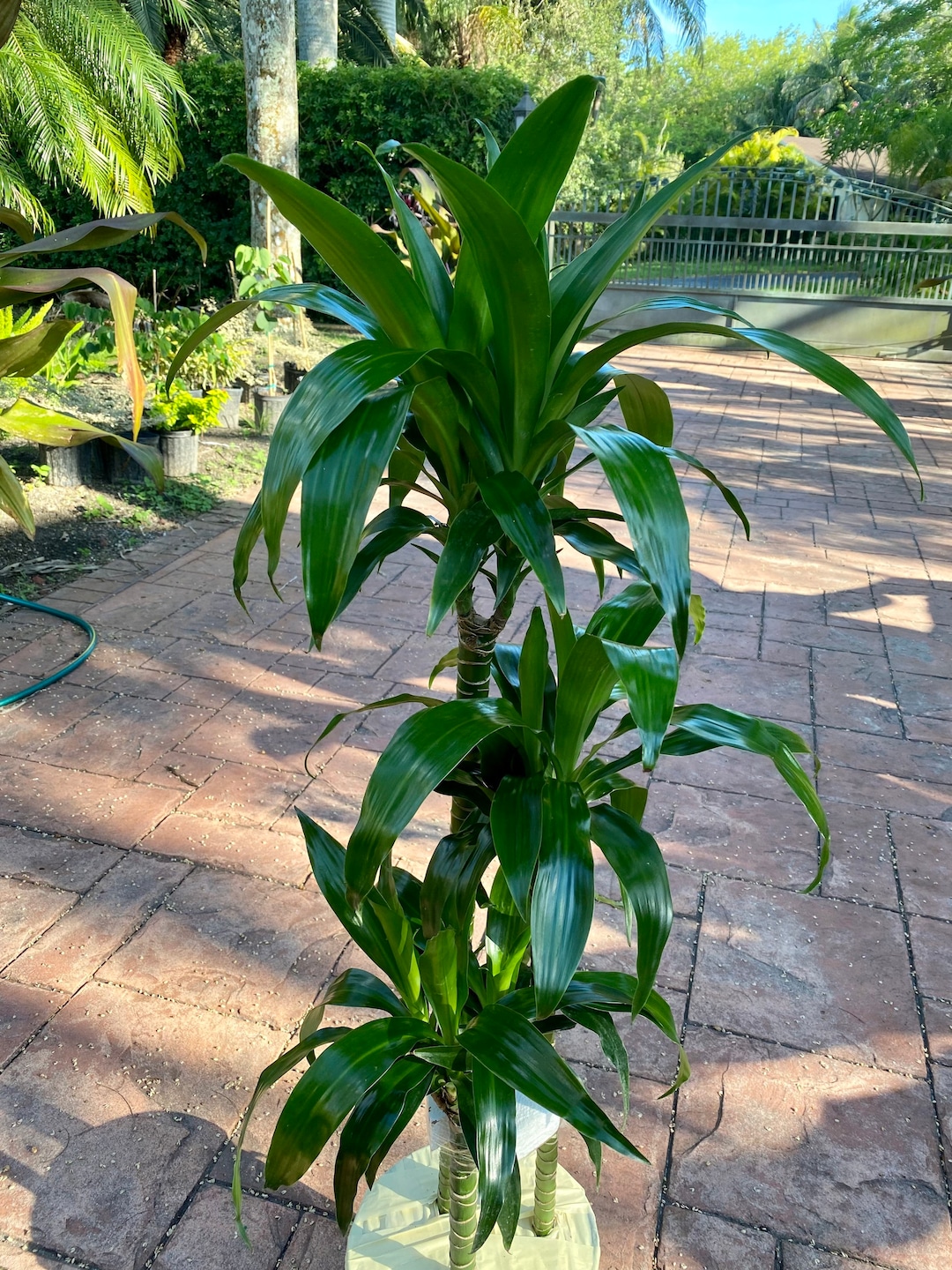 Dracaena ‘mona Lisa’, 10” Pot - Staggered Height 3, 2, 1. 48” Box - Etsy