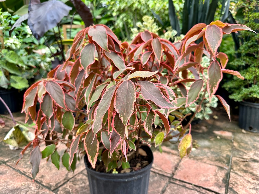 Copper Plant, Copperleaf, Acalypha ‘blaze’ Wilkesiana, 10” Pot/3 G ...