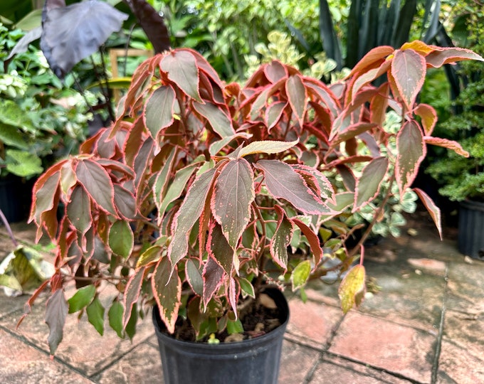 Copper Plant, Copperleaf, Acalypha ‘blaze’ Wilkesiana, 10” Pot/3 G ...