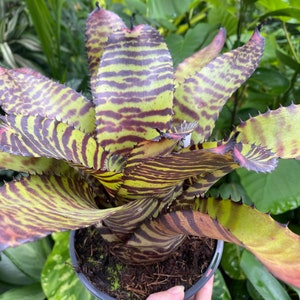 Neoregelia ‘dragon’ Bromeliad, 6” Pot - Etsy