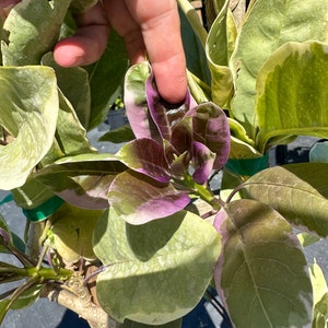 Solandra Guttata, Chalice Vine,cup of Gold, 10 Pot Vine/climber. on ...