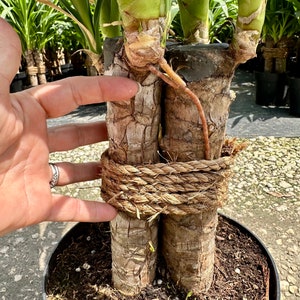 Yucca Cane Group, 8 Pot - Etsy