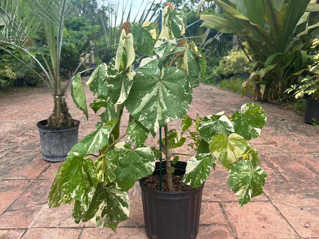 Variegated Mahoe Tree, sea Hibiscus, 10/3 G Pot Actual Plant, Tree ...