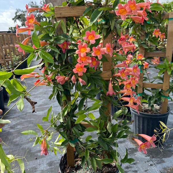 Trumpet Vine - Etsy