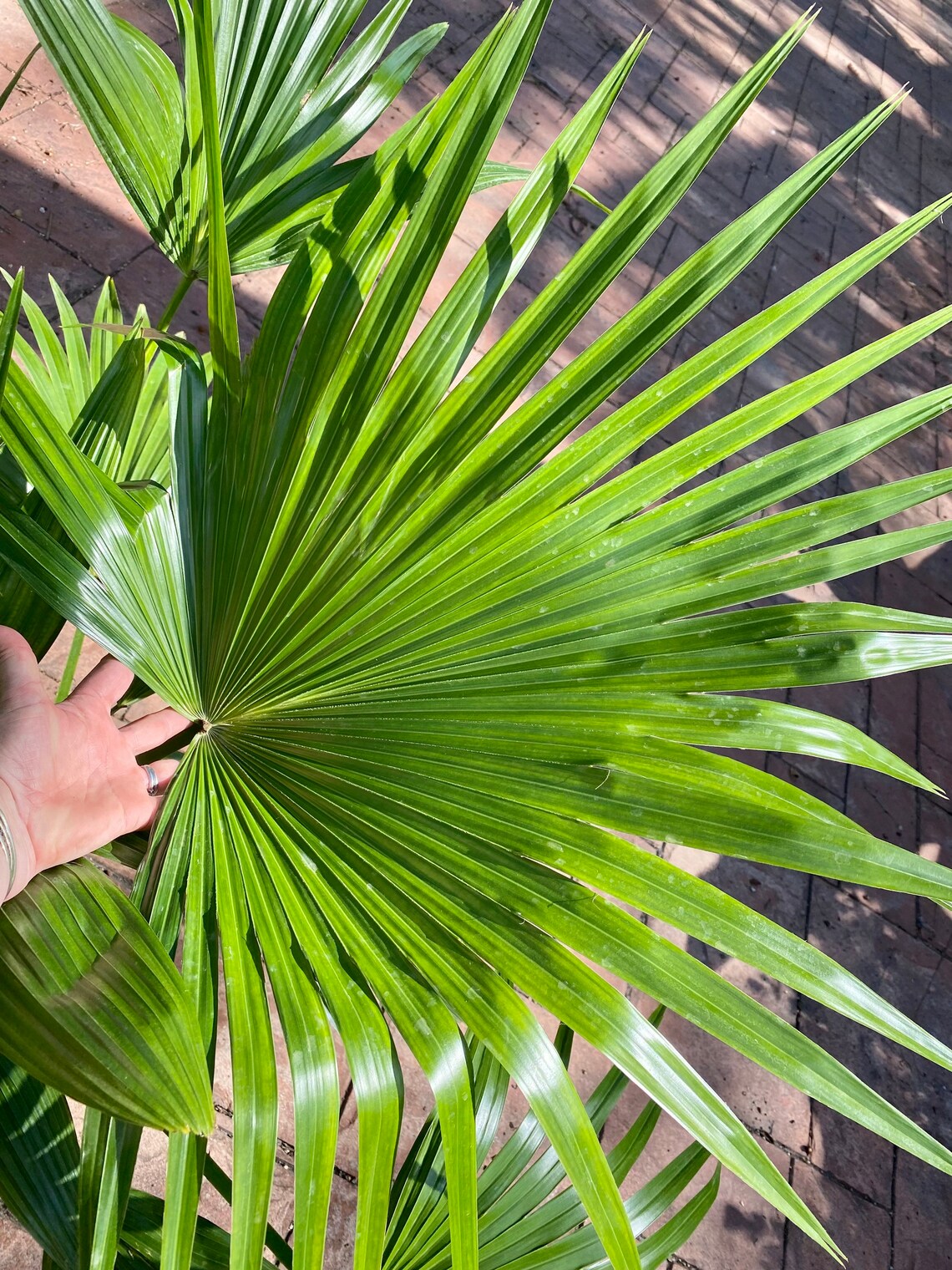 Chinese Fan Palm, Multi Trunk, 10” Pot - Etsy