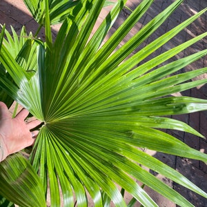 Chinese Fan Palm, Multi Trunk, 10” Pot - Etsy
