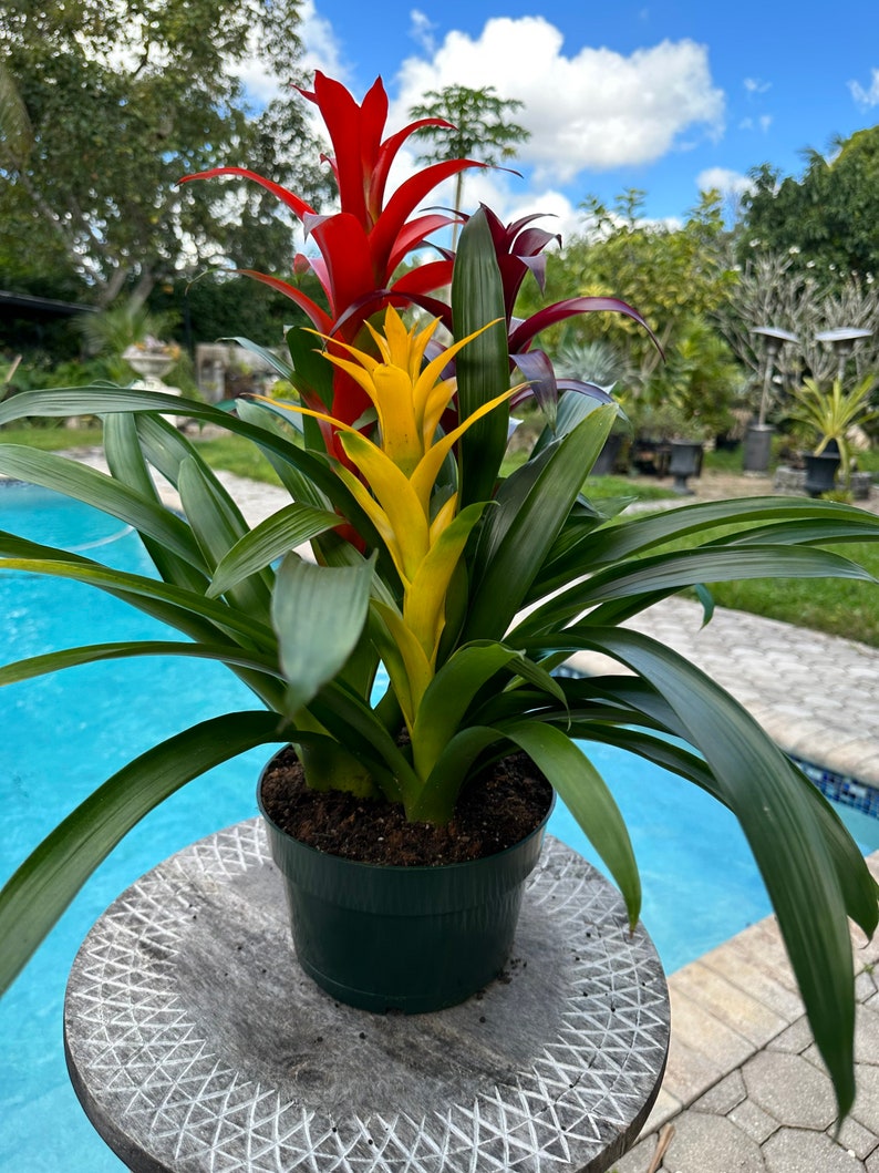 Guzmania Bromeliad Planting, 3 per Pot. 8” Pot - Etsy
