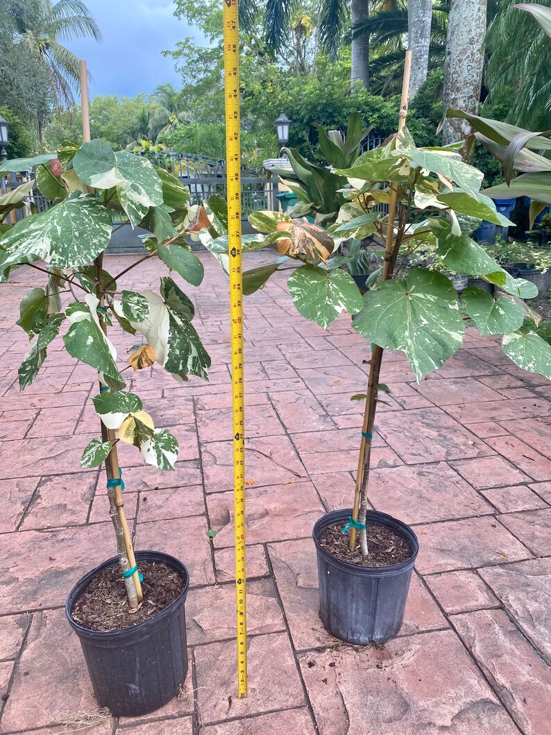 Variegated Mahoe Tree sea Hibiscus 10/3 G Pot 40 Tall - Etsy
