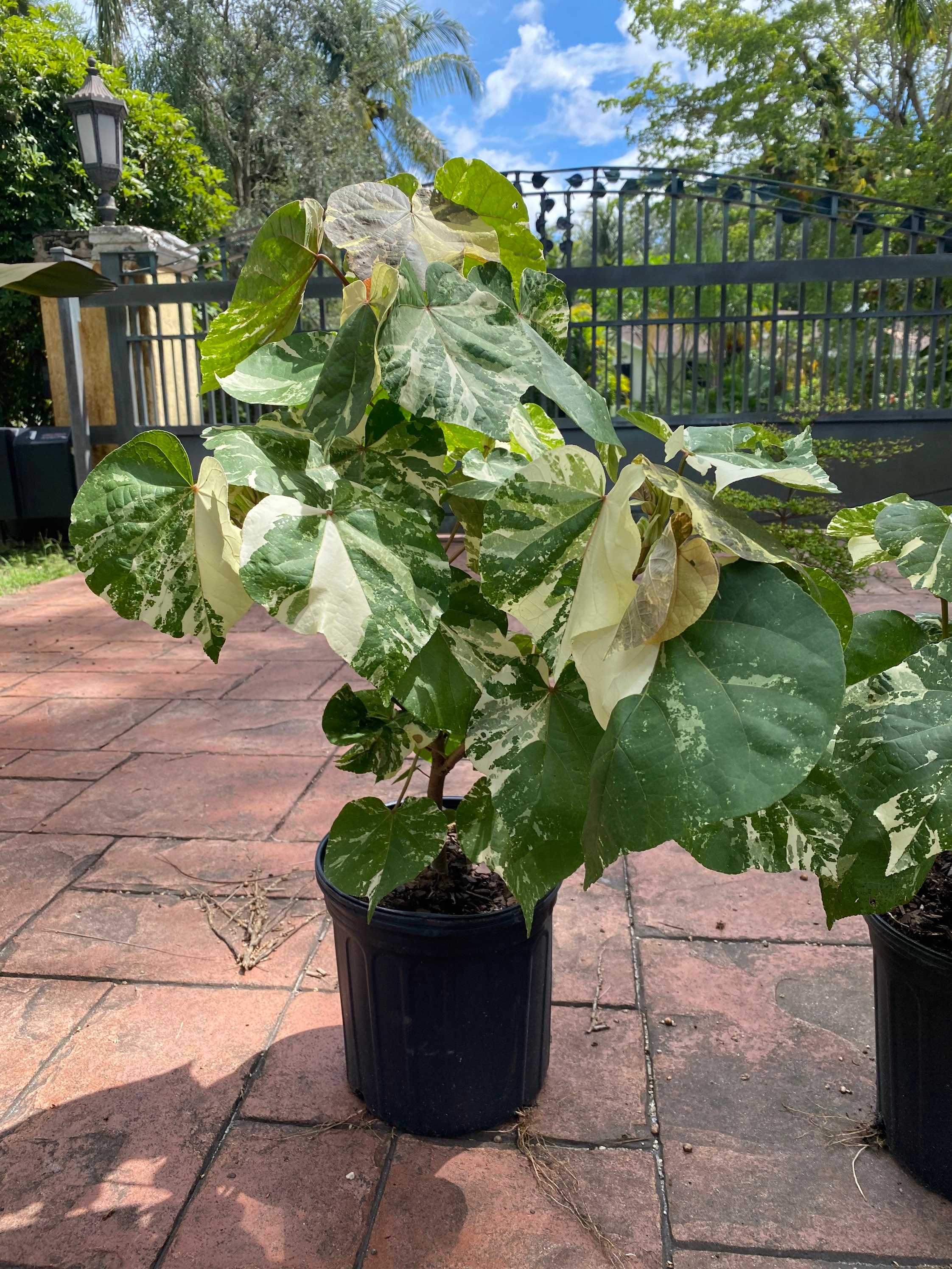 Variegated Mahoe Tree sea Hibiscus 10/3 G Pot - Etsy