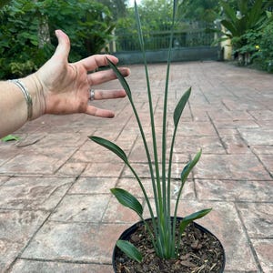 RARE Strelitzia Juncea Strap Leaf Bird of Paradise. 10 Pot Actual Plant ...