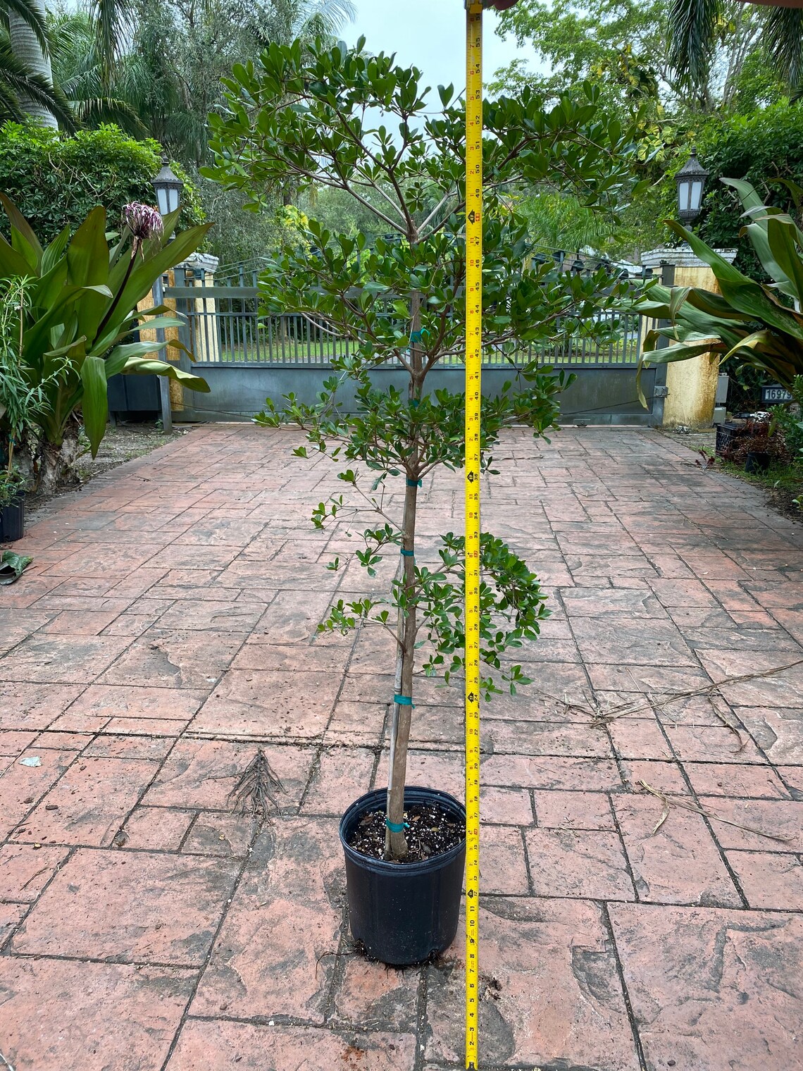 Black Olive Tree Bucida Buceras. Bonsai Shady Lady 10 Pot - Etsy