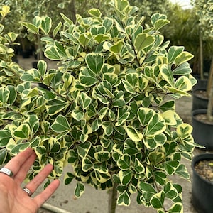 Variegated Ficus Natalensis Std, Ficus Triangularis, 10” Pot - Etsy