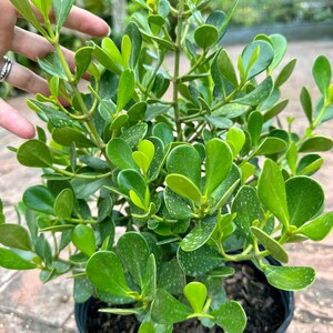 Dwarf Clusia Rosea, 10” Pot - Etsy