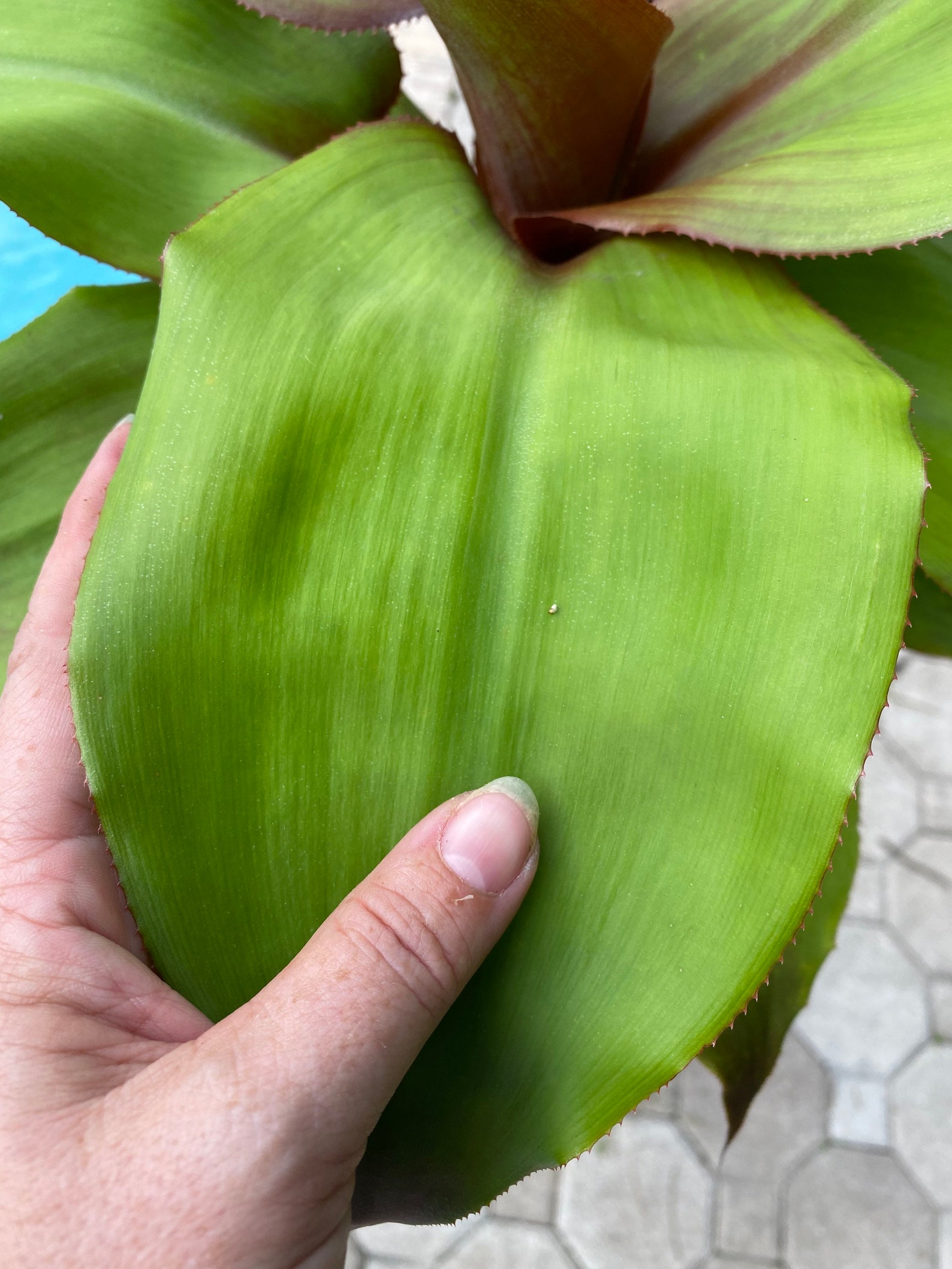 Aechmea tayoensis Bromeliad 6 Pot Large - Etsy