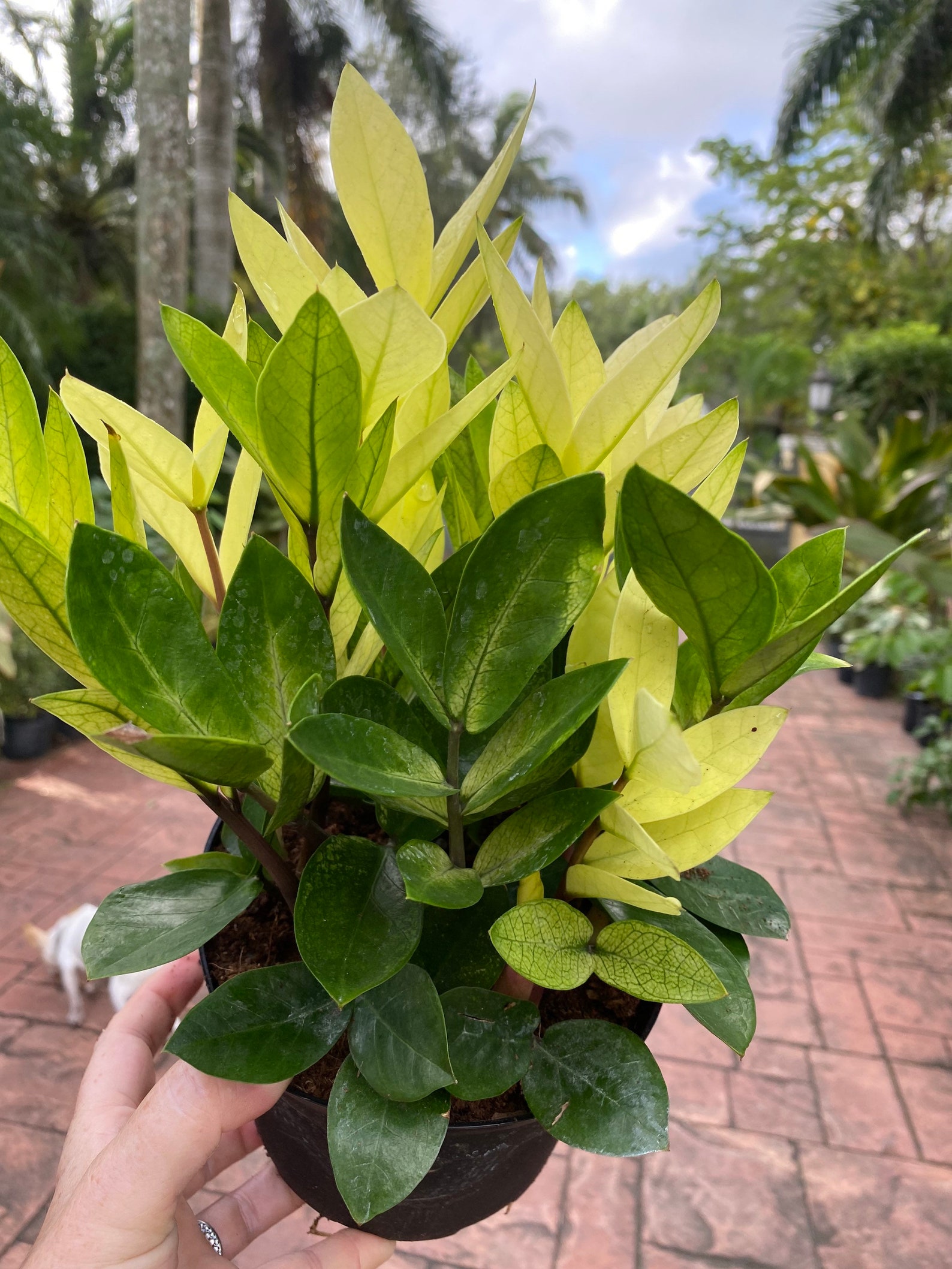 Chameleon ZZ - Zamioculcas Zamiifolia, 6” Pot. - Etsy