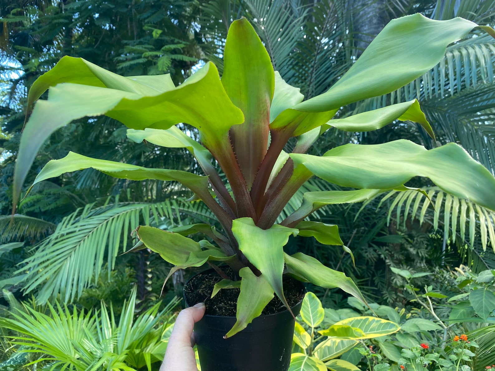Aechmea tayoensis Bromeliad 6 Pot Large - Etsy