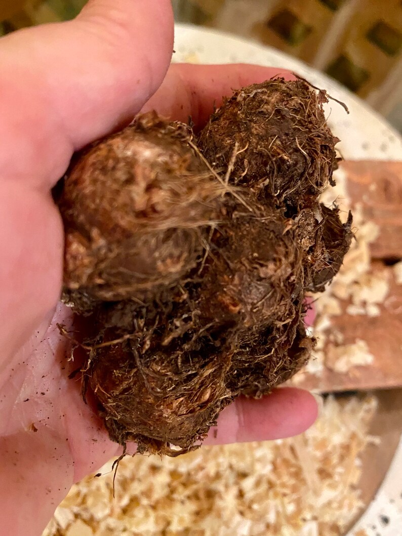 Caladium Florida Moonlight Tuber/bulb JUMBO Ship in Spring | Etsy