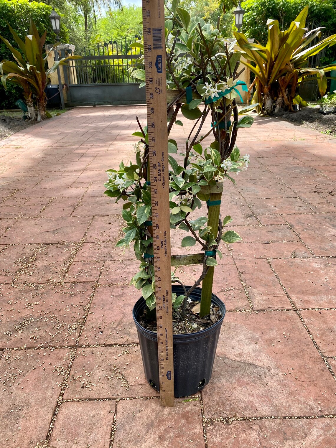 Variegated Confederate Jasmine Star Jasmine 10 Pot. - Etsy