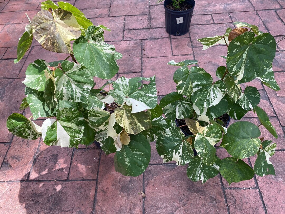 Variegated Mahoe Tree sea Hibiscus 10/3 G Pot - Etsy