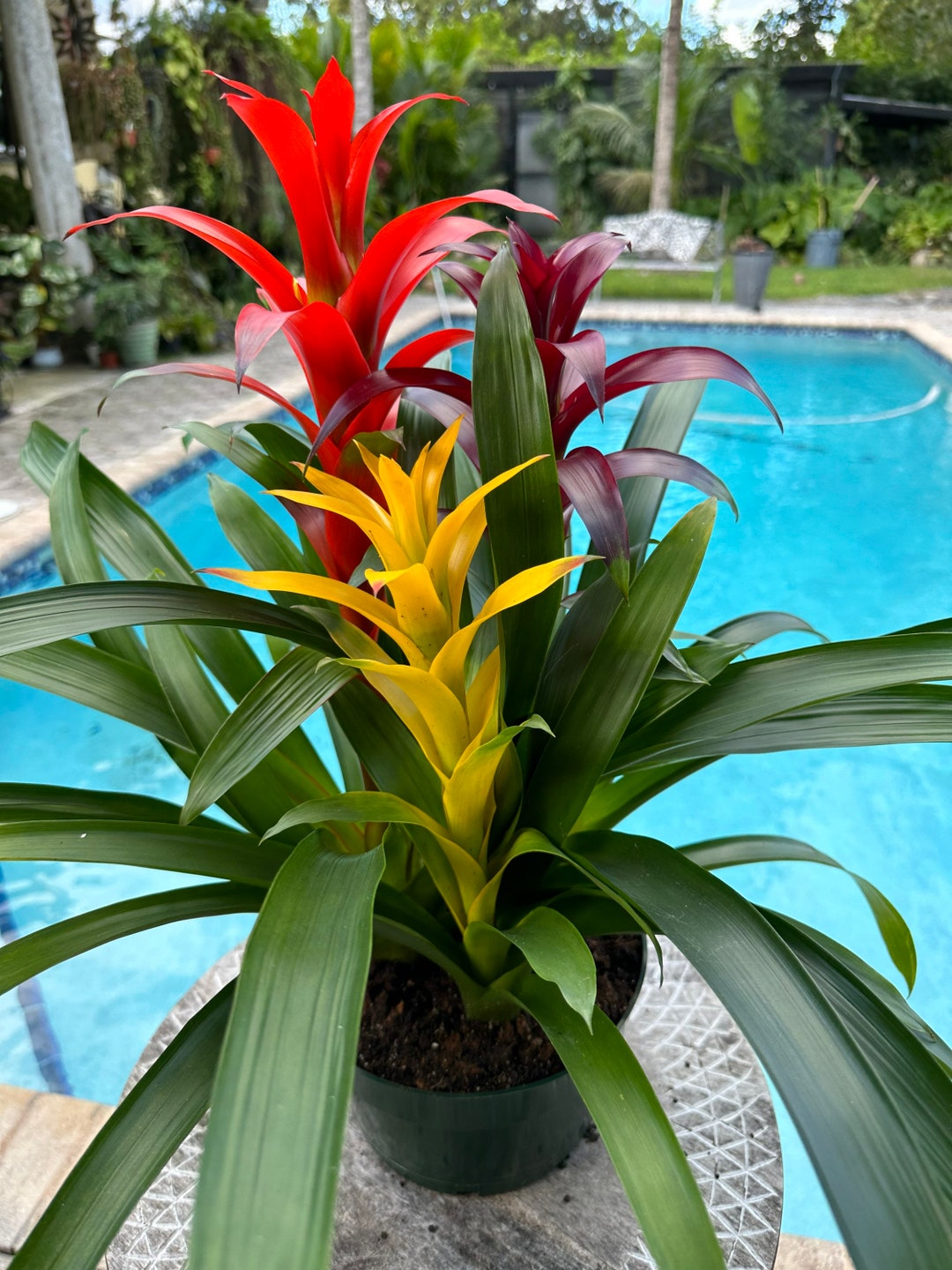 Guzmania Bromeliad Planting, 3 per Pot. 8” Pot - Etsy