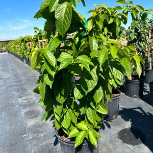 Rangoon Creeper, Quisqualis Indica, Single Flower, 10” Pot - Vine ...