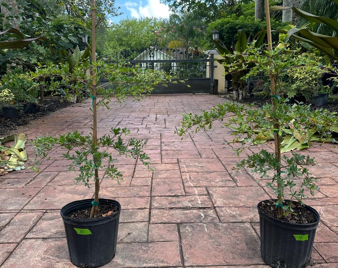 Black Olive Tree, Bucida Buceras. Bonsai, Shady Lady, 10” Pot ACTUAL ...