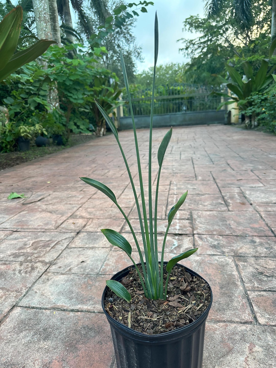 RARE Strelitzia Juncea Strap Leaf Bird of Paradise. 10 Pot Actual Plant ...
