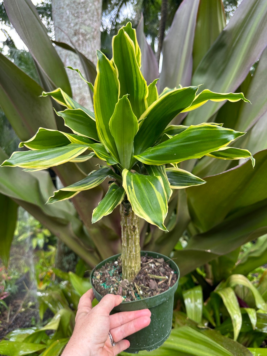 Dracaena Stump Steudneri Sol Cane Variegated 6 Pot - Etsy
