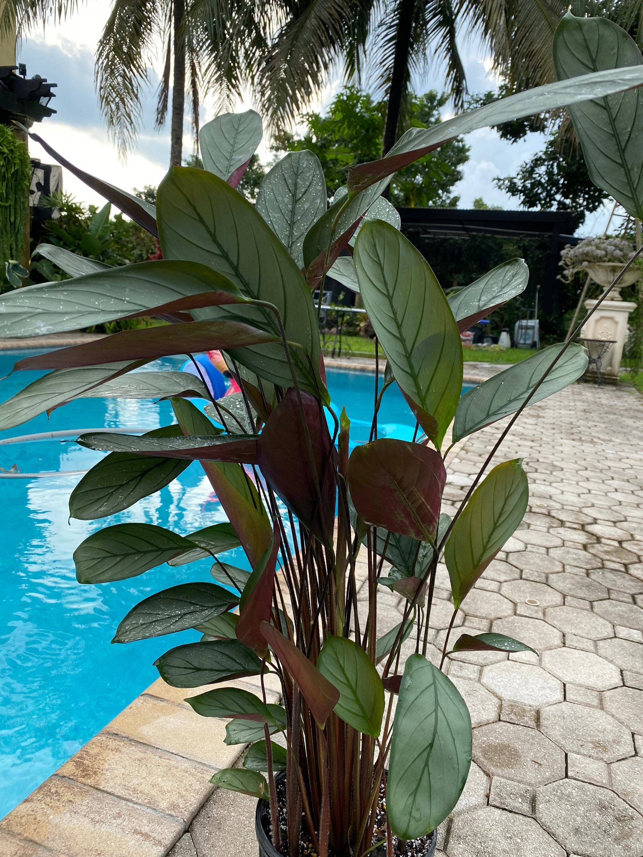 6 Calathea Setosa 'Grey Star Gardening & Plants Craft Supplies & Tools ...