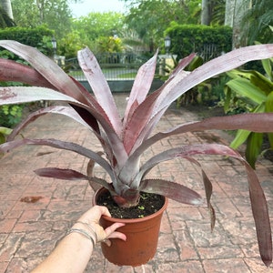 Aechmea Tropic Torch Red Bromeliad, 8 Pot - Etsy