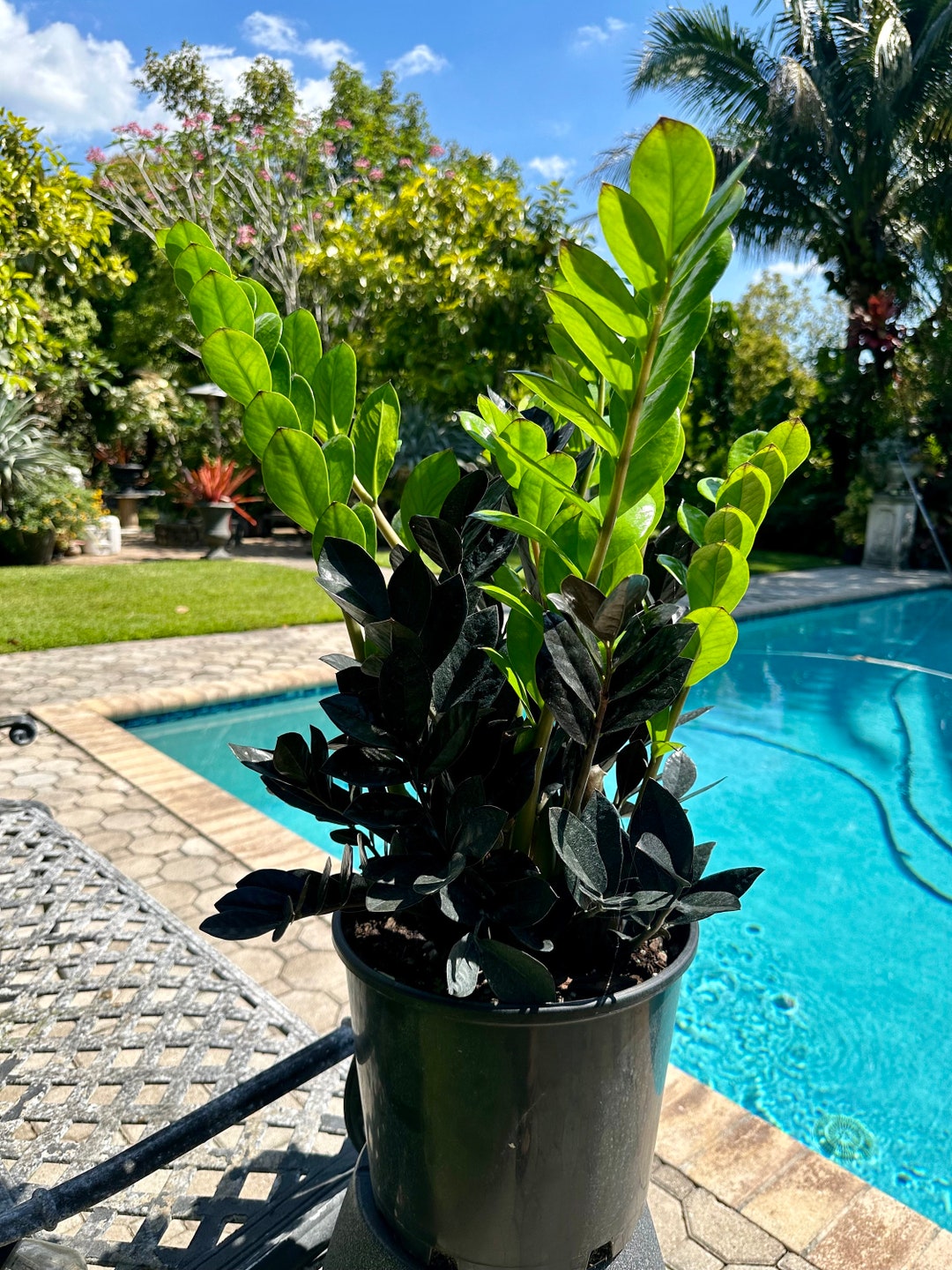 BLACK ZZ - Zamioculcas Zamiifolia ‘oscura’. 10” Pot - Etsy