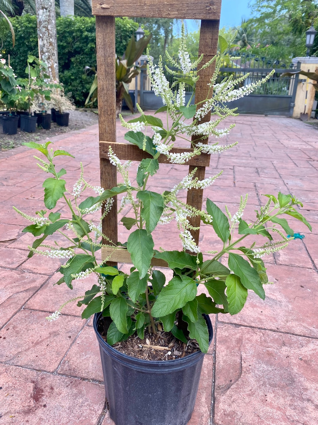 Sweet Almond, Aloysia Virgata, Almond Verbena, 10” Pot, Trellis ...